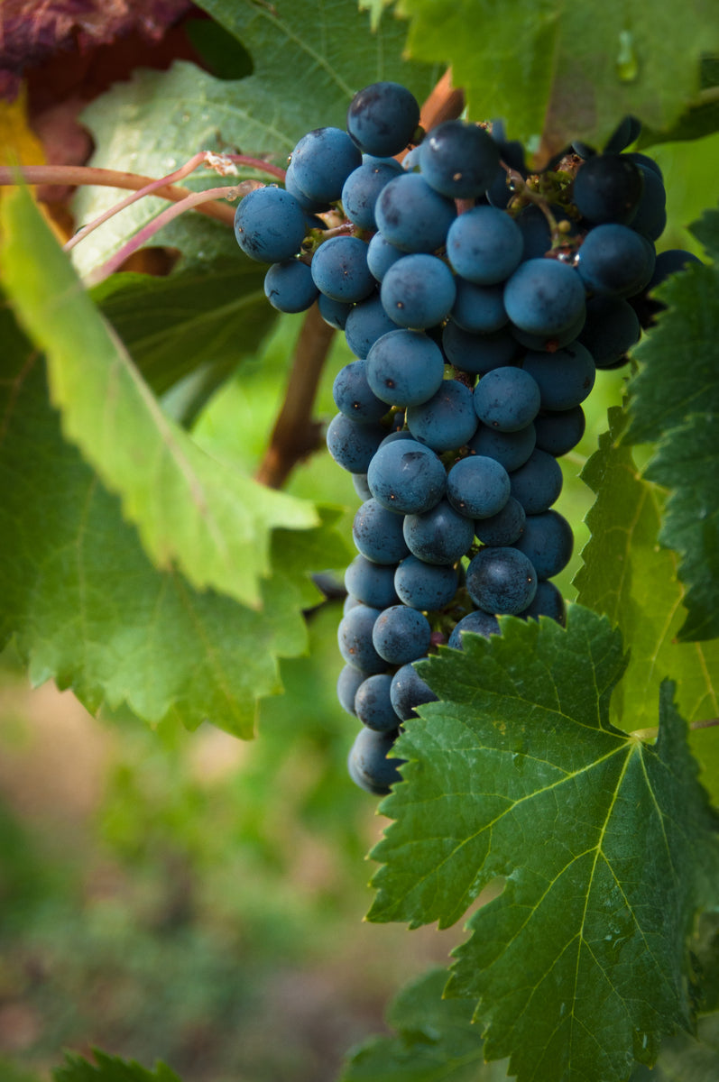 Buy the Best Organic Merlot Red Wine | Merlot Red Wine Price