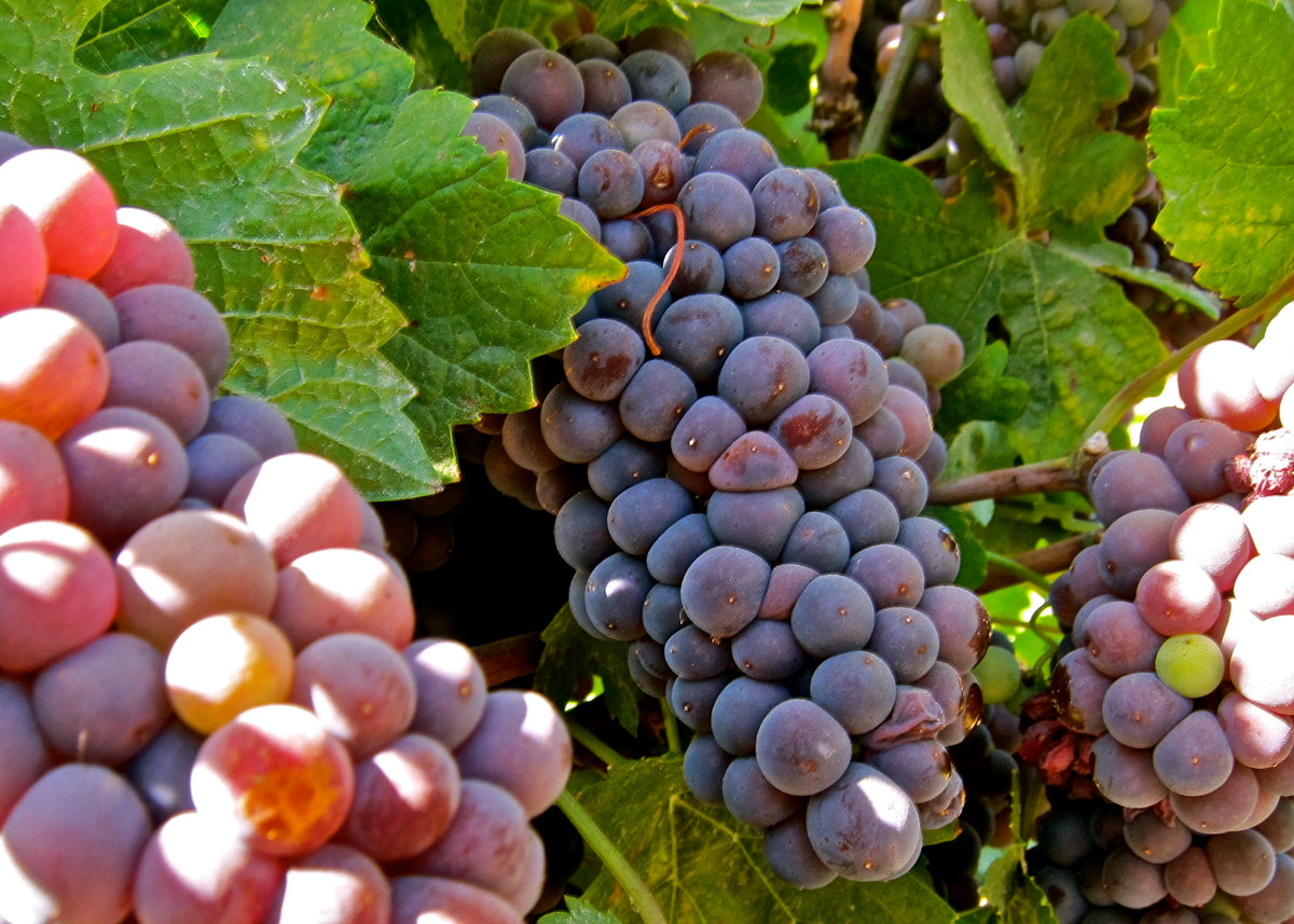 Best White Wine Pinot Grigio | Popular Pinot Grigio Wines